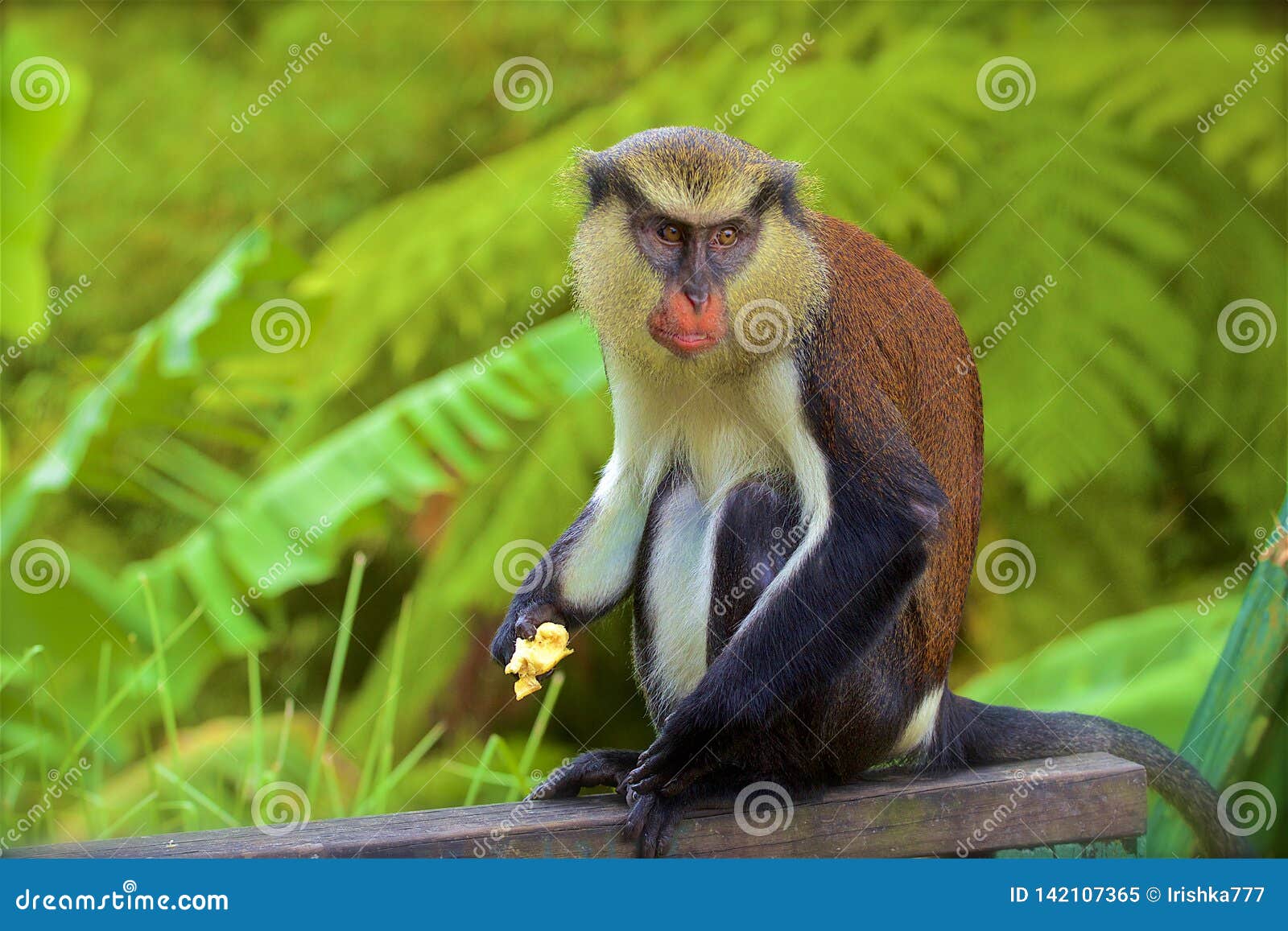 Mona monkey stock image. Image of mona, wildlife, grenada - 142107365