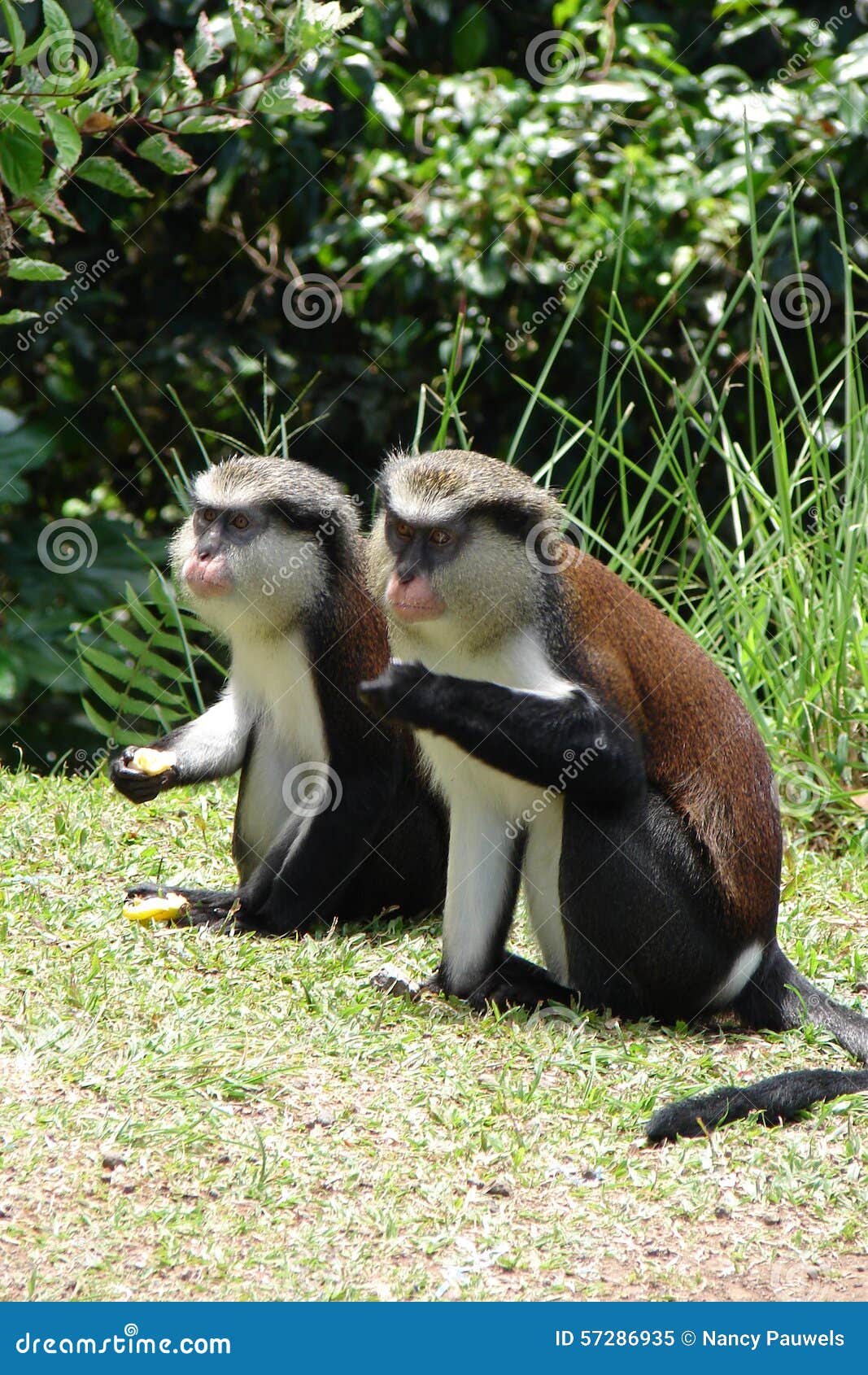 Mona monkeys in Grenada stock image. Image of life, expression - 57286935