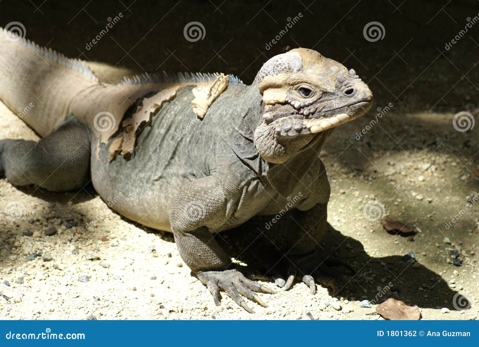 Mona s iguana stock photo. Image of puerto, wildlife, claw - 1801362