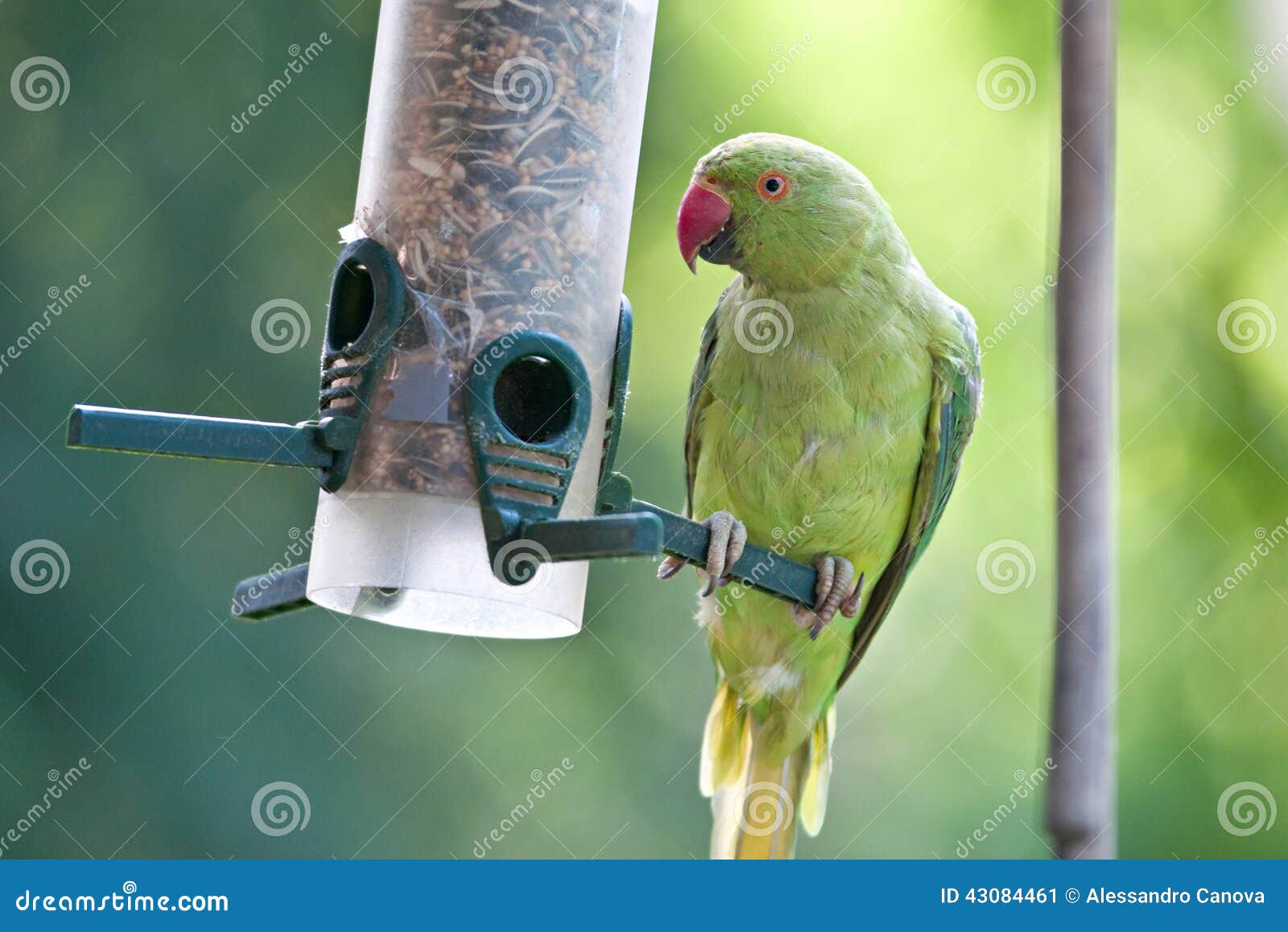 Monaco Collared Parakeet, Psittacula Krameri Stock Image - Image of ...