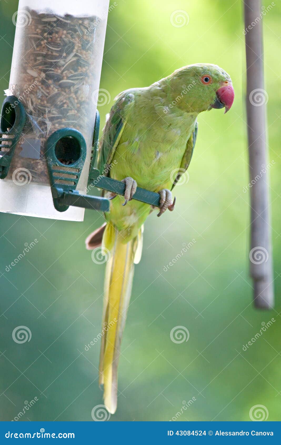 Monaco Collared Parakeet, Psittacula Krameri Stock Photo - Image of ...