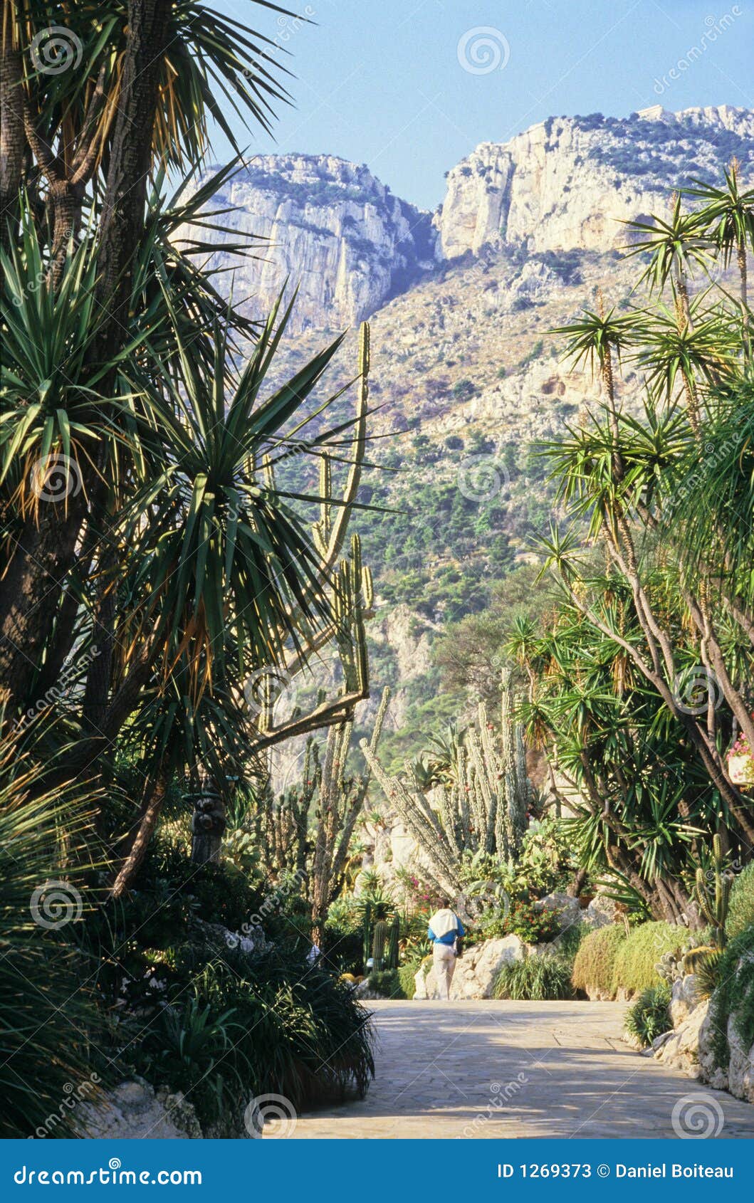 Monaco garden stock image. Image of cactus, vegetation - 1269373