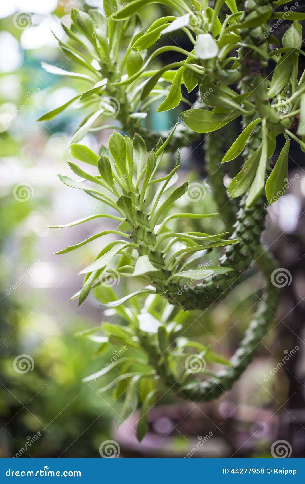 Monadenium lugardiae stock photo. Image of outdoor, proboscis - 44277958