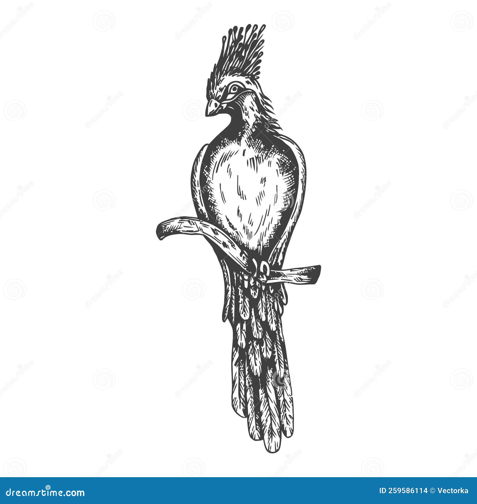 Monal Engraving Tropical Bird Sketch Stock Vector - Illustration of ...