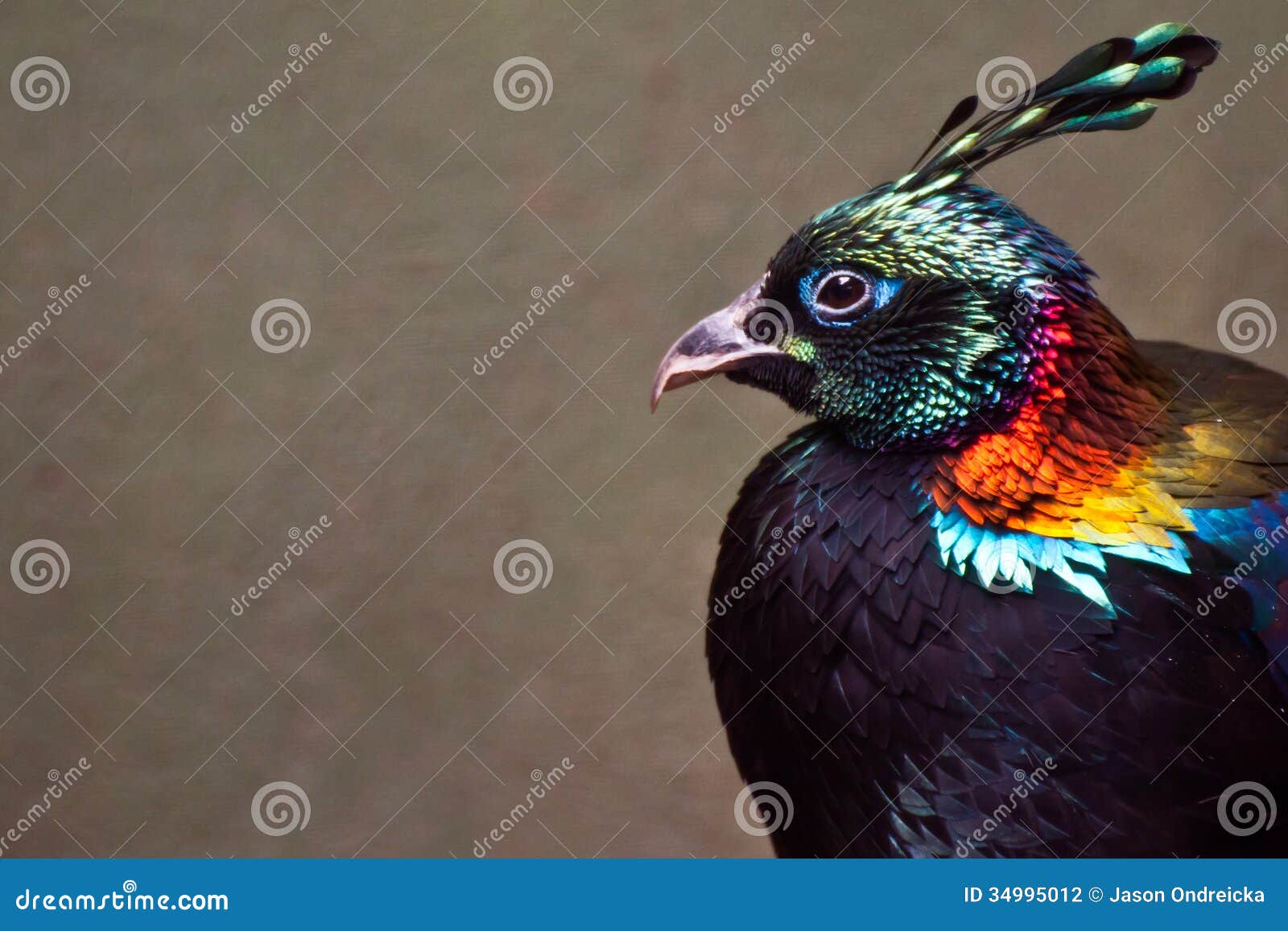 Monal Himalayan foto de archivo. Imagen de juego, nepal - 34995012