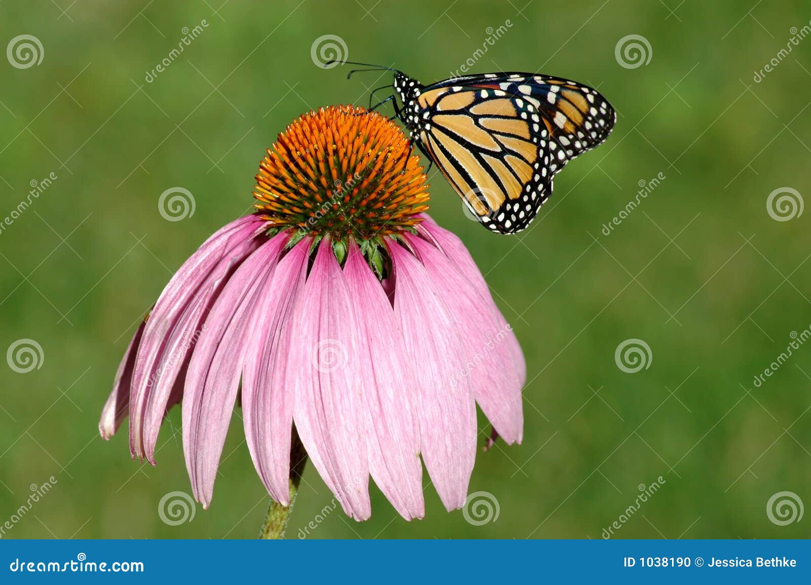 Monarca foto de archivo. Imagen de verano, veneno, fauna - 1038190