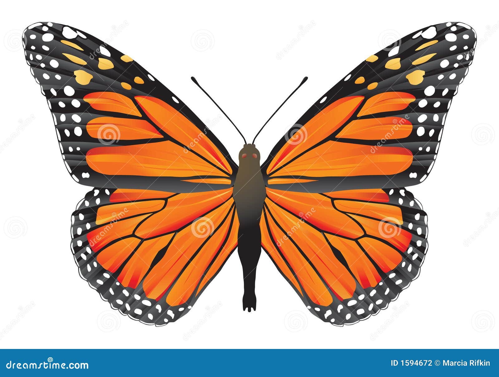 Monarca de la mariposa stock de ilustración. Ilustración de modelo ...