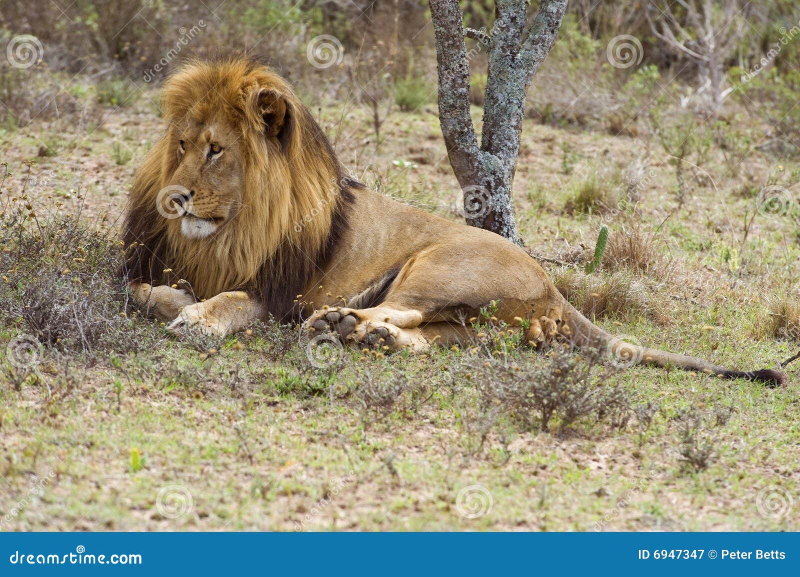 Monarca en descanso imagen de archivo. Imagen de monarca - 6947347