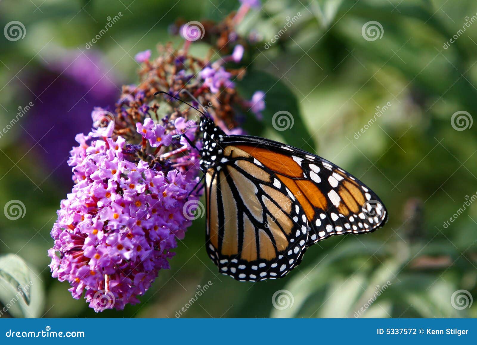 Monarch stock photo. Image of garden, migration, beauty - 5337572