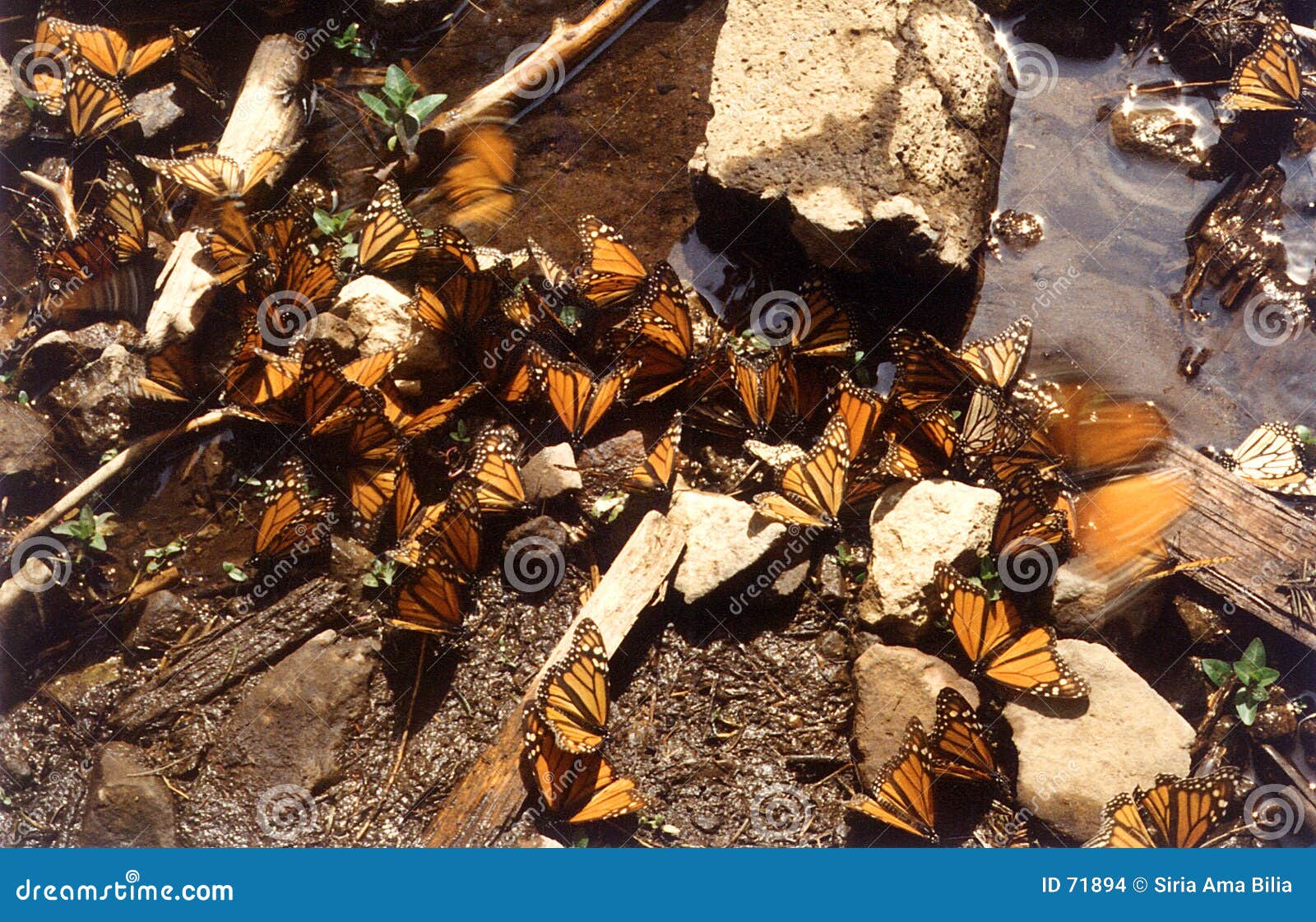 Monarch stock photo. Image of forest, water, monarch, butterfly - 71894