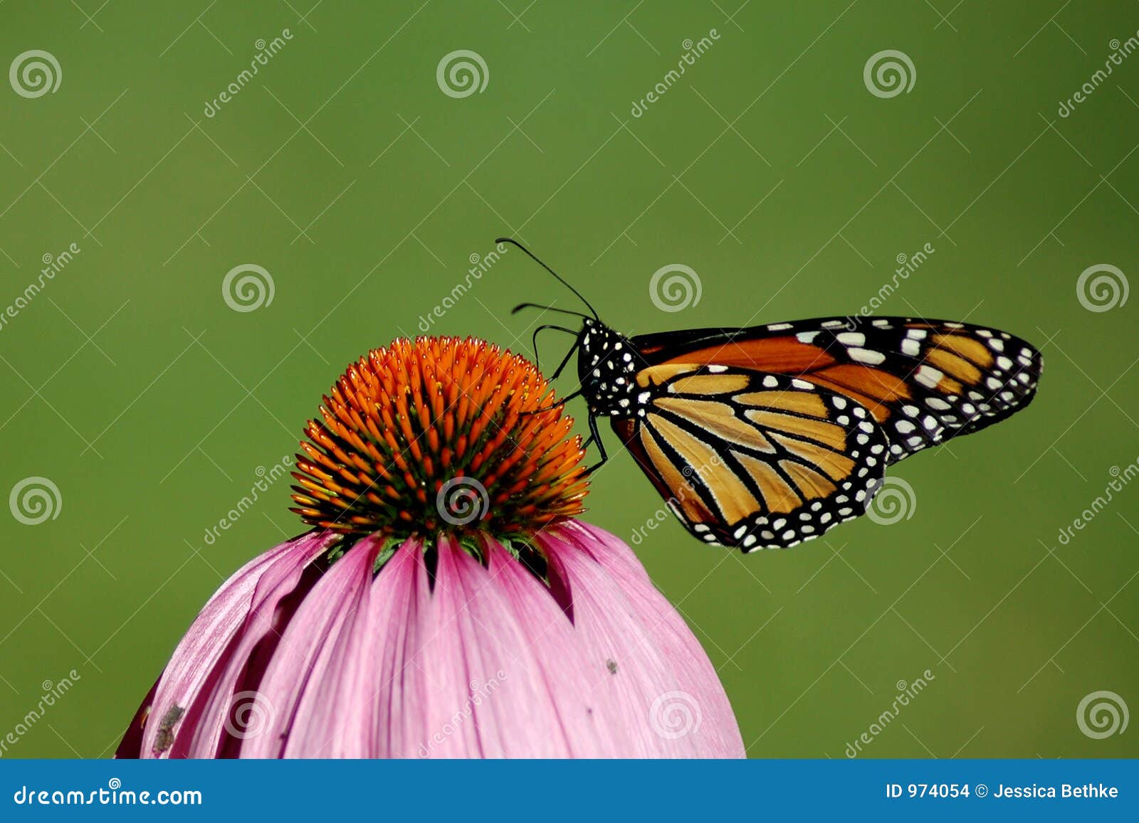 Monarch stock photo. Image of purpurea, wildlife, danaus - 974054