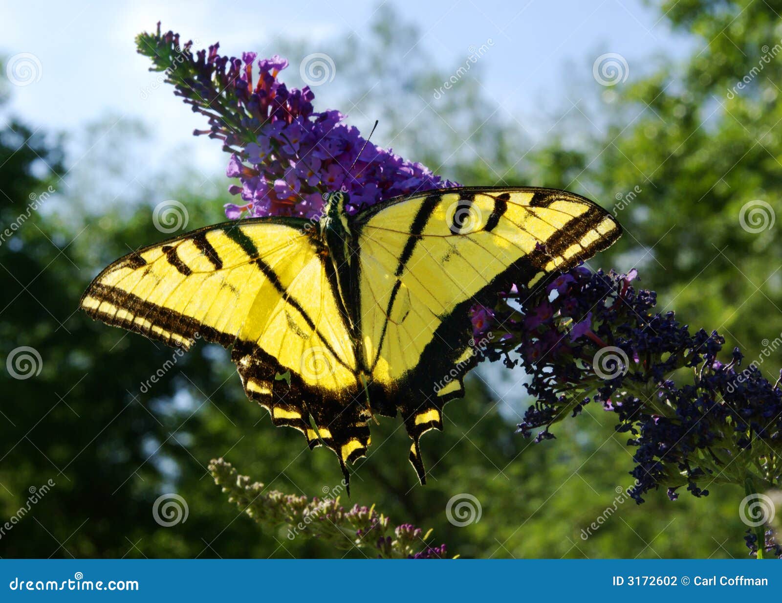 Monarch B 7-07 stock photo. Image of purple, butterfly - 3172602