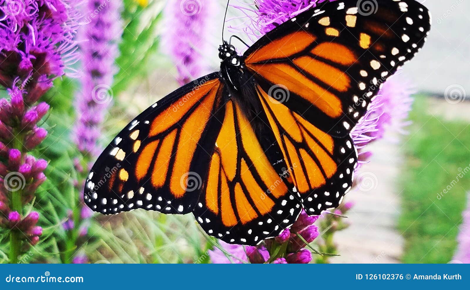Monarch stock photo. Image of butterfly, orange, black - 126102376