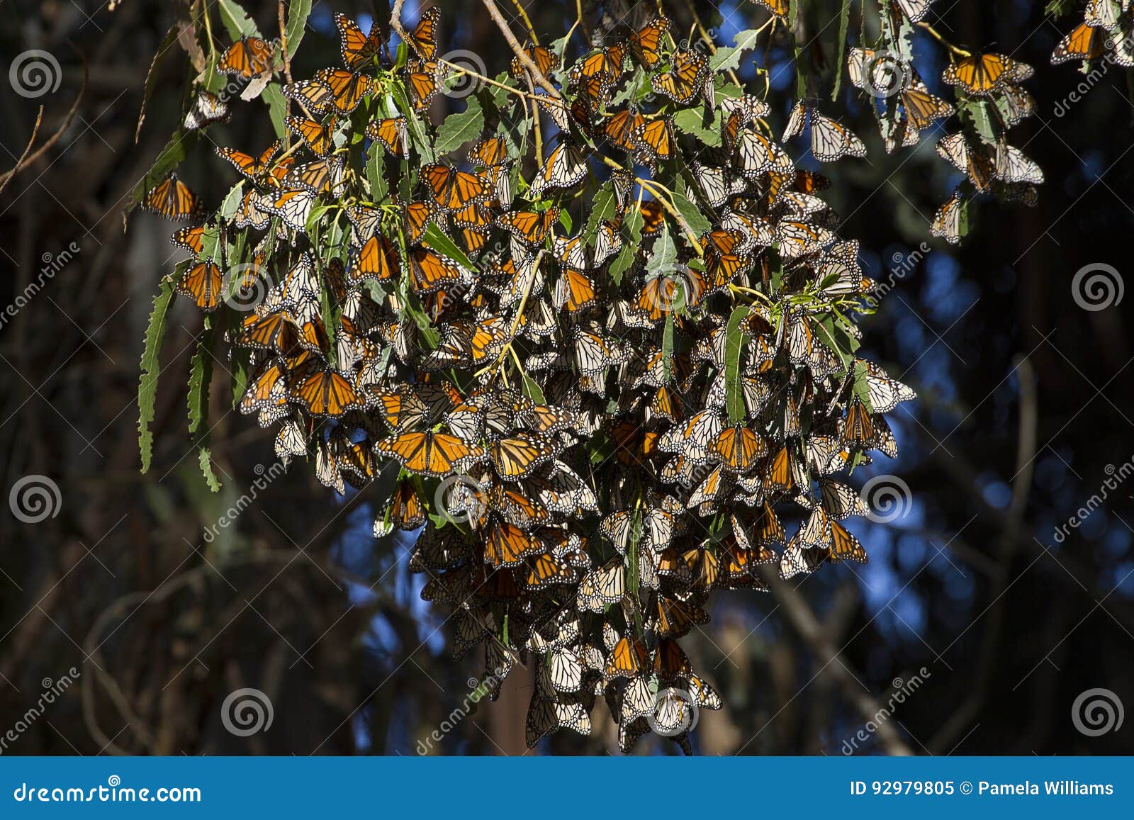 The Monarch Branch stock image. Image of tree, monarch - 92979805