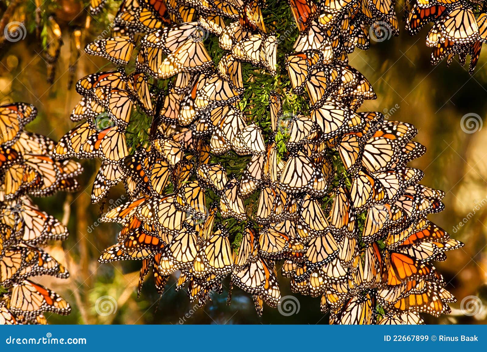 Monarch Butterflies stock image. Image of juniper, butterfly - 22667899