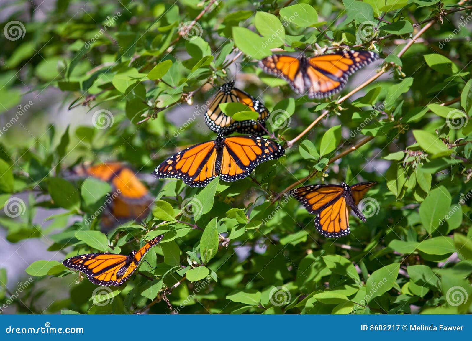 Monarch Butterflies stock image. Image of bush, nature - 8602217