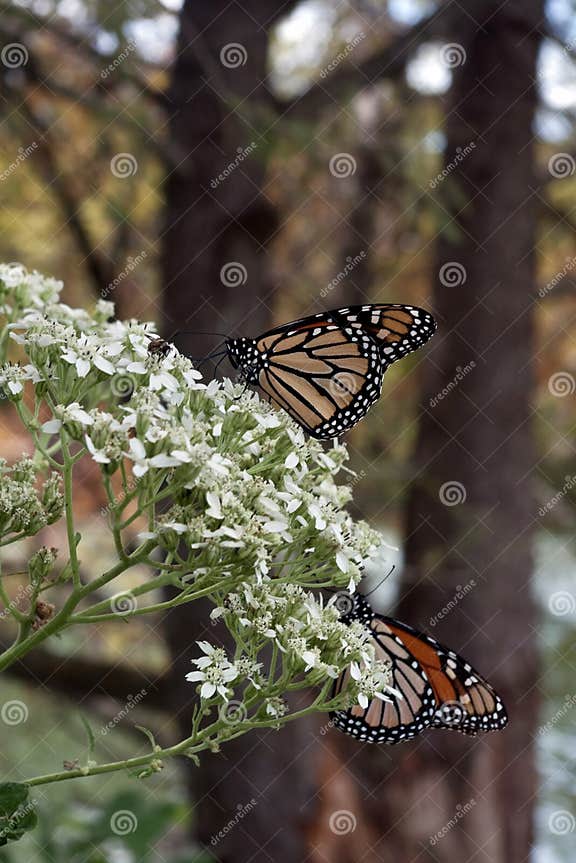 Monarch Butterflies in Front of Trees Stock Photo - Image of monarch ...