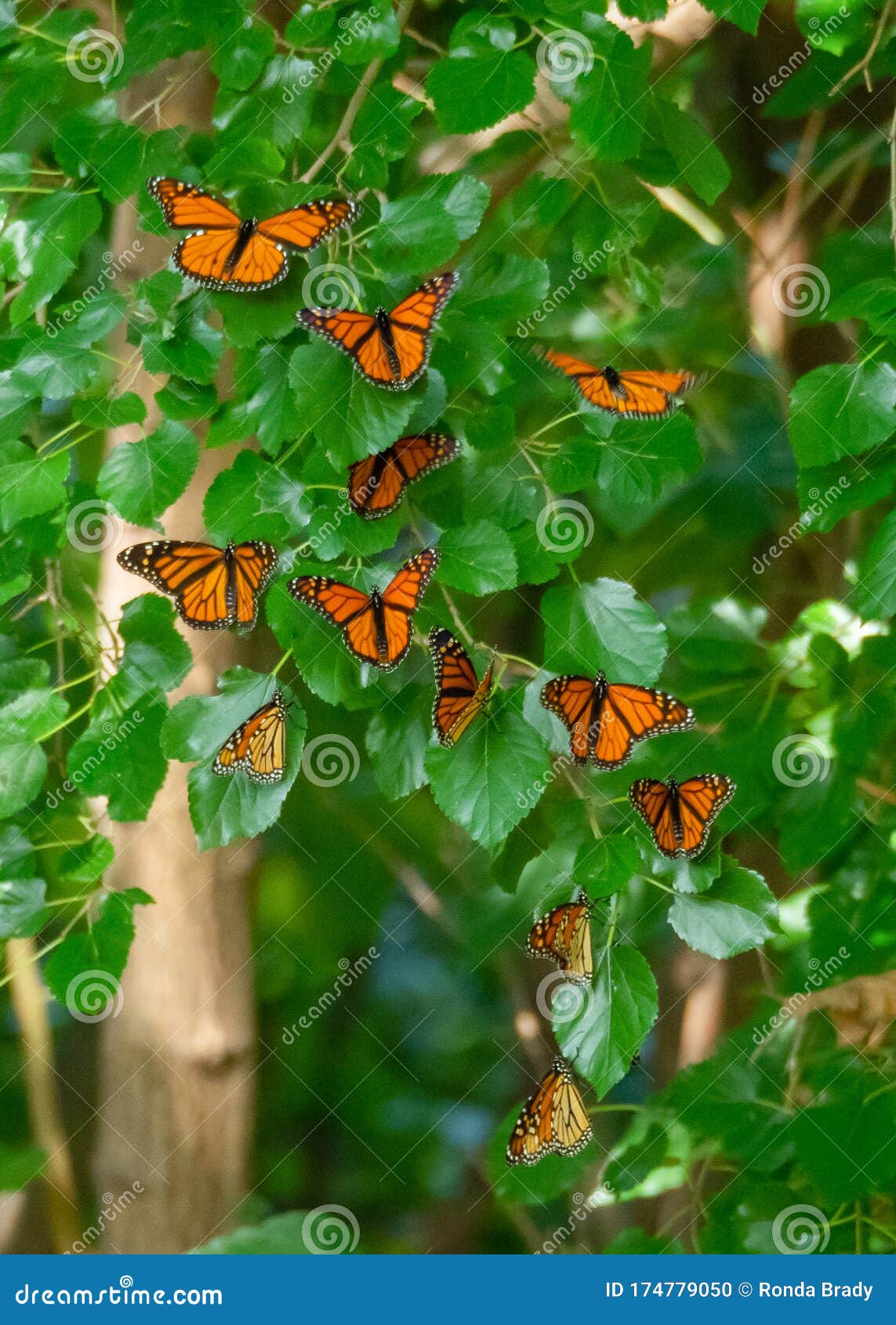 Monarch Butterflies on Green Tree Branch Stock Photo - Image of insect ...