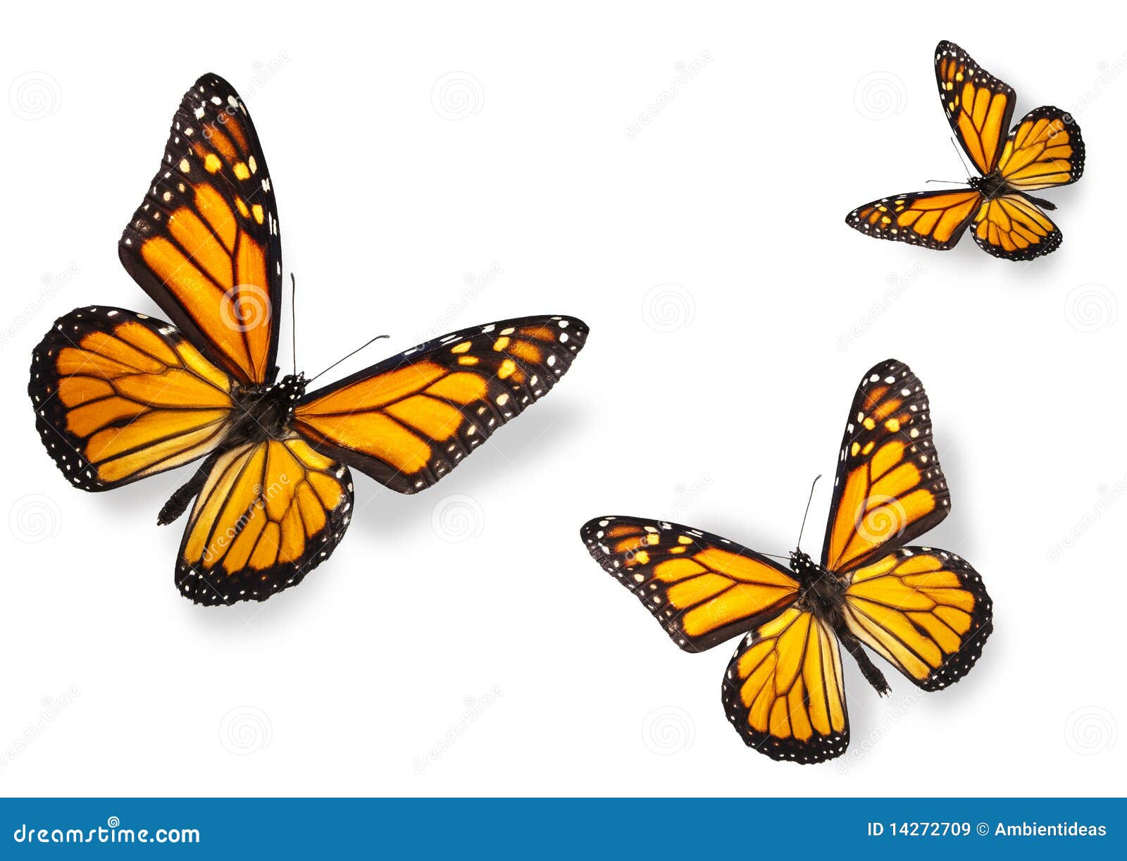 Monarch Butterflies Isolated On White Stock Image Image Of Isolated