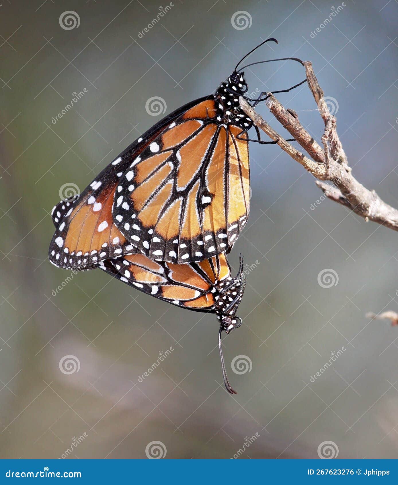 Monarch Butterflies mating stock photo. Image of mating - 267623276