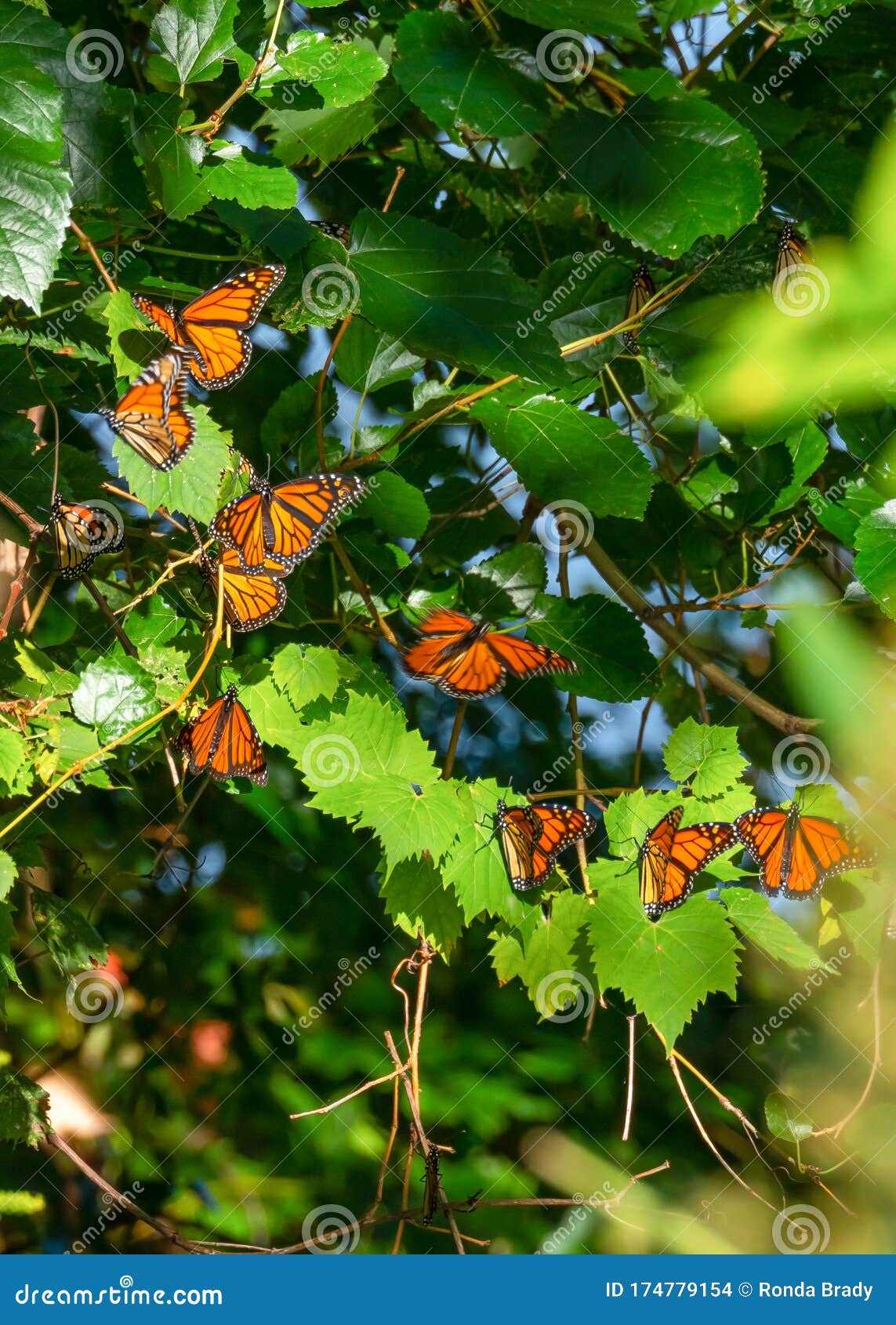 Monarch Butterflies Resting during Migration Stock Photo - Image of ...
