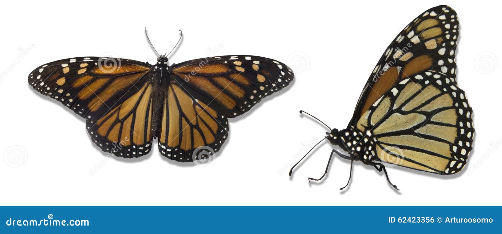 Monarch Butterflies Isolated Over White Background Stock Photo - Image ...