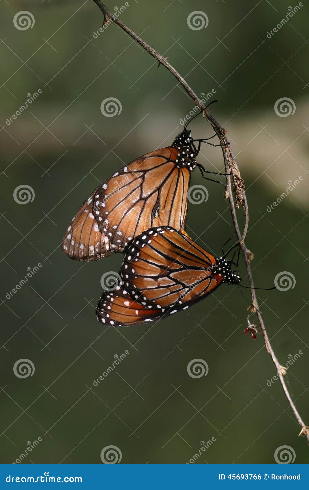 Monarch butterflies stock photo. Image of monarch, mating - 45693766