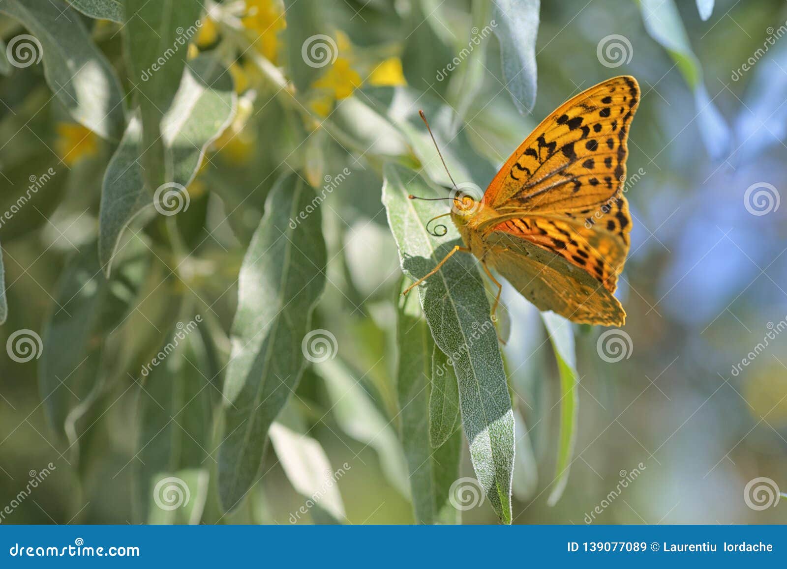 Monarch Butterflies on Willow Stock Image - Image of chrysalis ...