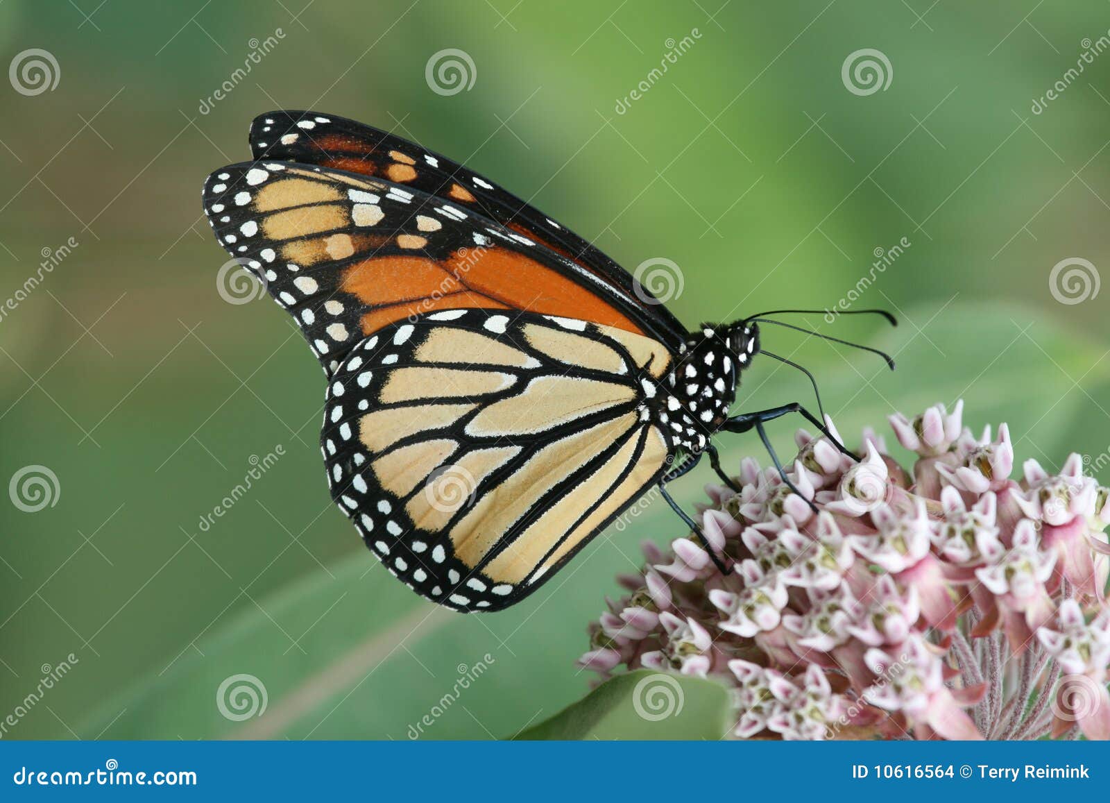 Monarch butterfly stock photo. Image of butterfly, nature - 10616564