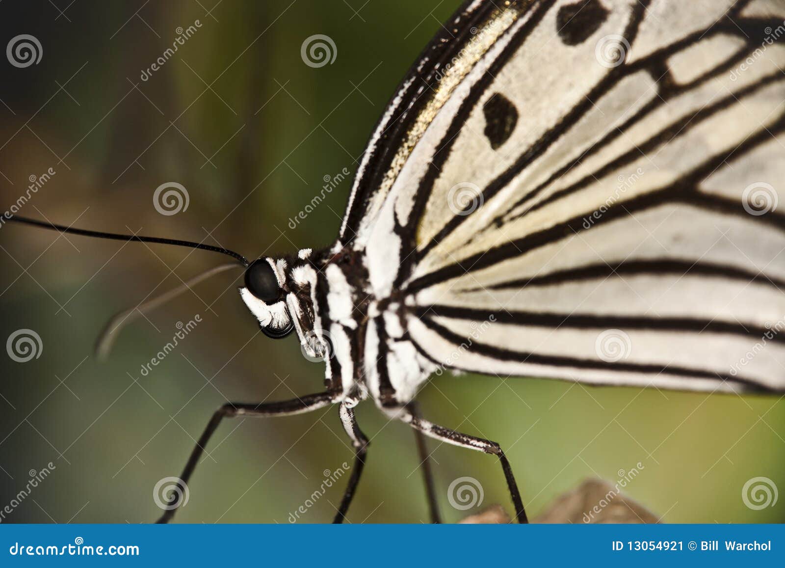 1,245 Butterfly Beetles Stock Photos - Free & Royalty-Free Stock Photos ...