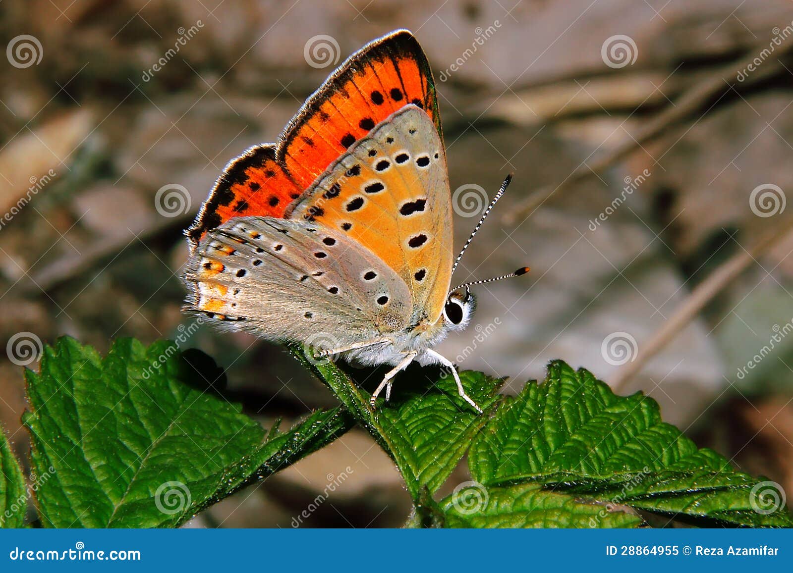 Monarch colorful Butterfly stock image. Image of garden - 28864955