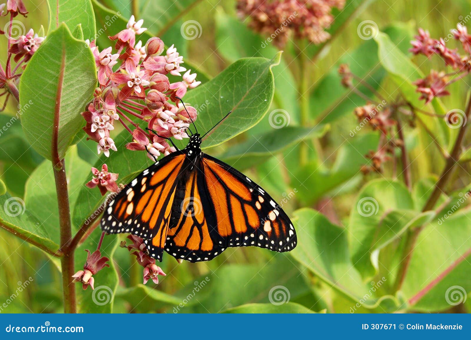 Monarch Butterfly Stock Photography | CartoonDealer.com #56911814