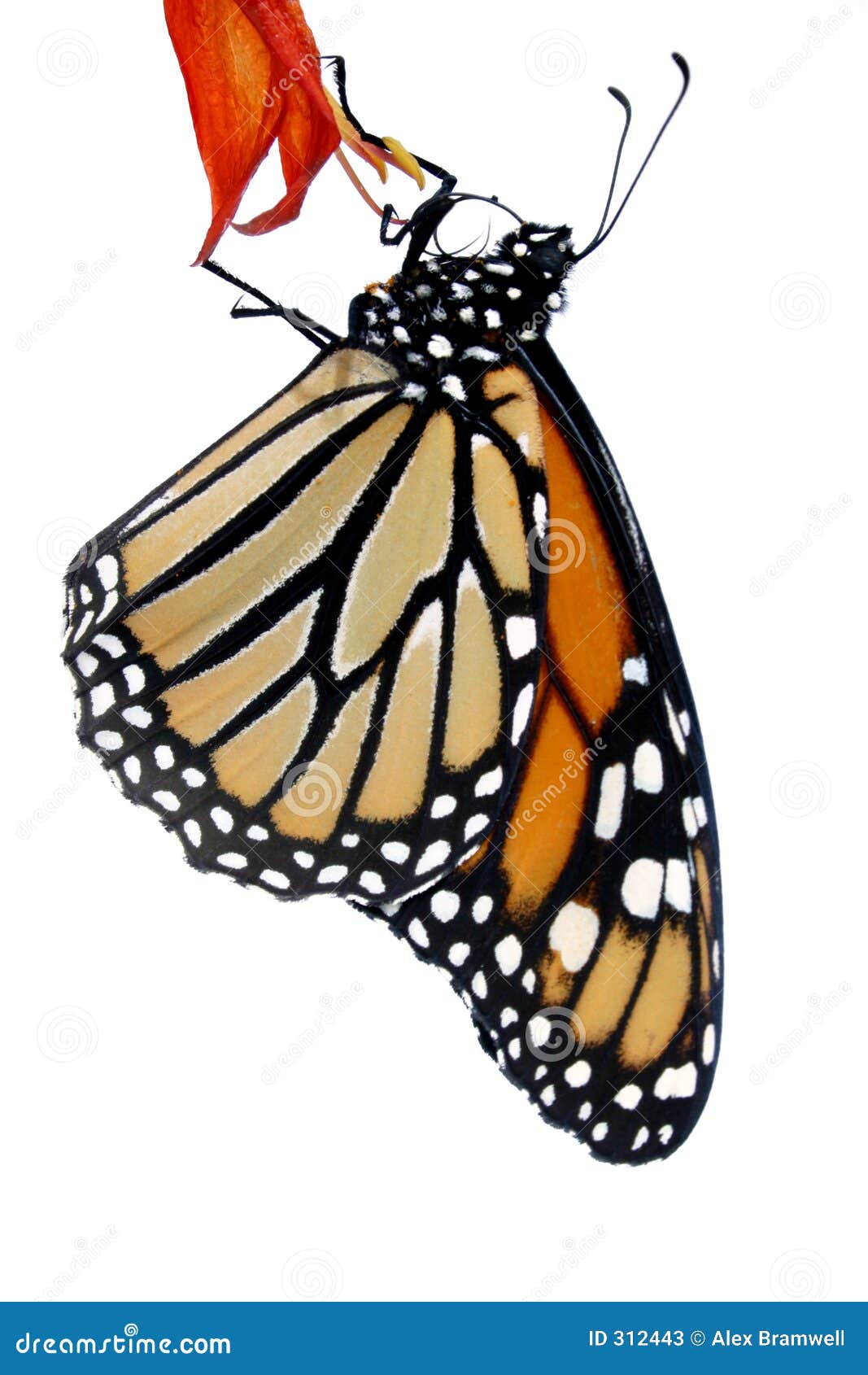 Monarch Butterfly stock image. Image of monarch, black - 312443