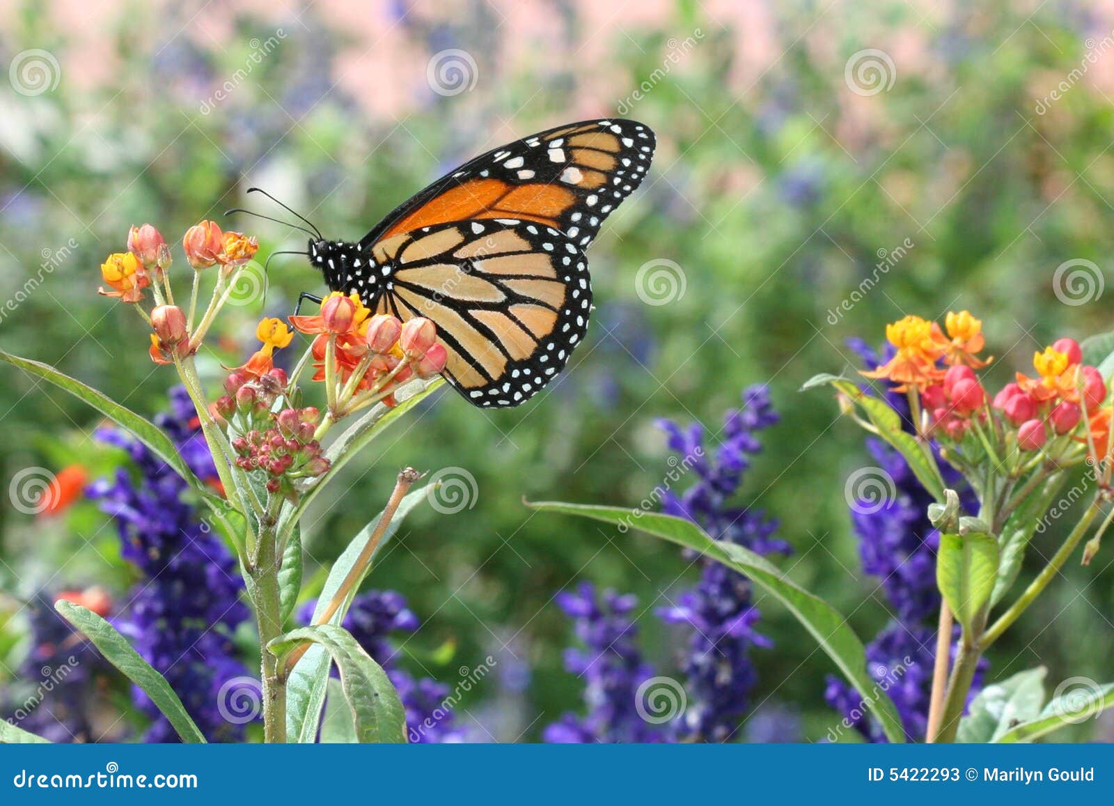 Monarch Butterfly Stock Photography | CartoonDealer.com #56911814