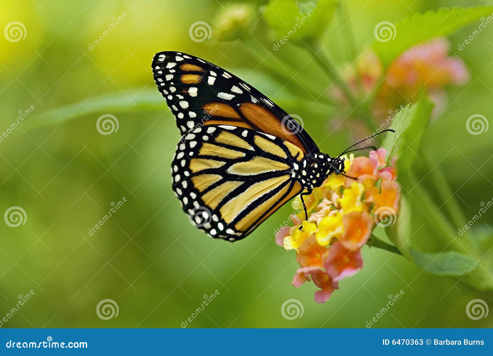 Monarch Butterfly Stock Photography | CartoonDealer.com #56911814