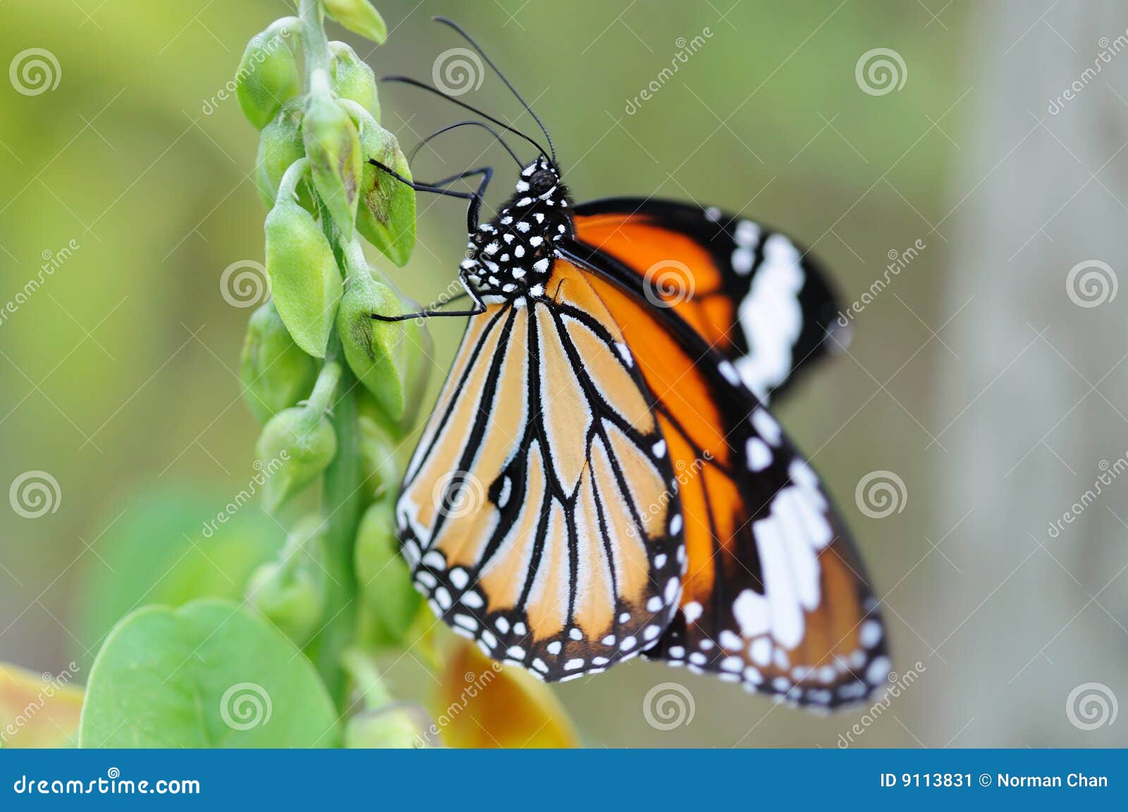 Monarch butterfly stock image. Image of insect, orange - 9113831