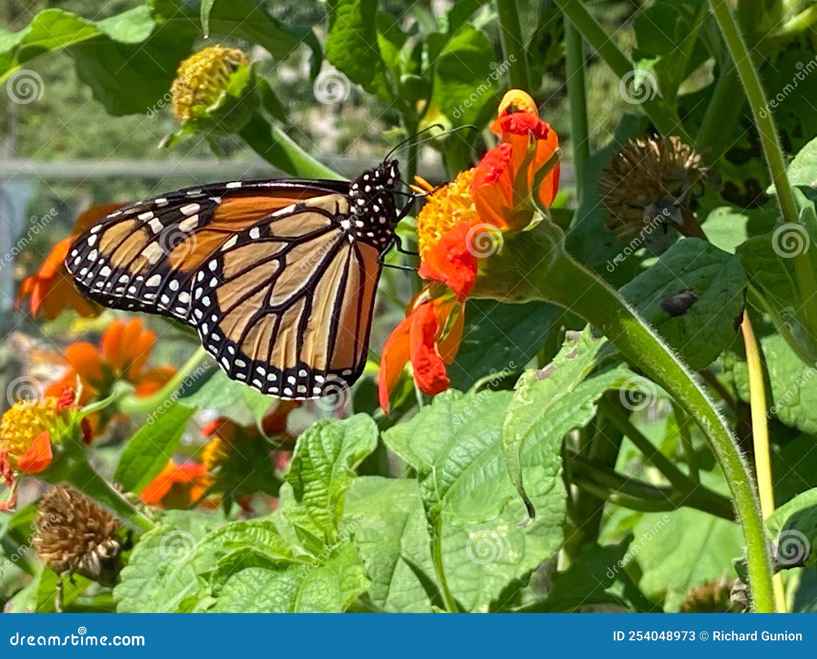 Monarch Butterfly in August in Summer Stock Image - Image of insect ...