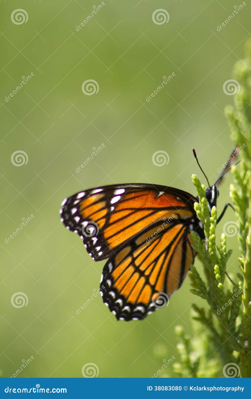 Monarch Butterfly Background 2 - Danaus Plexippus Stock Photo - Image ...