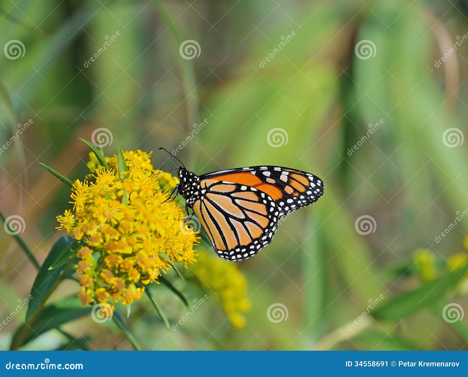 Butterfly Eating Nectar