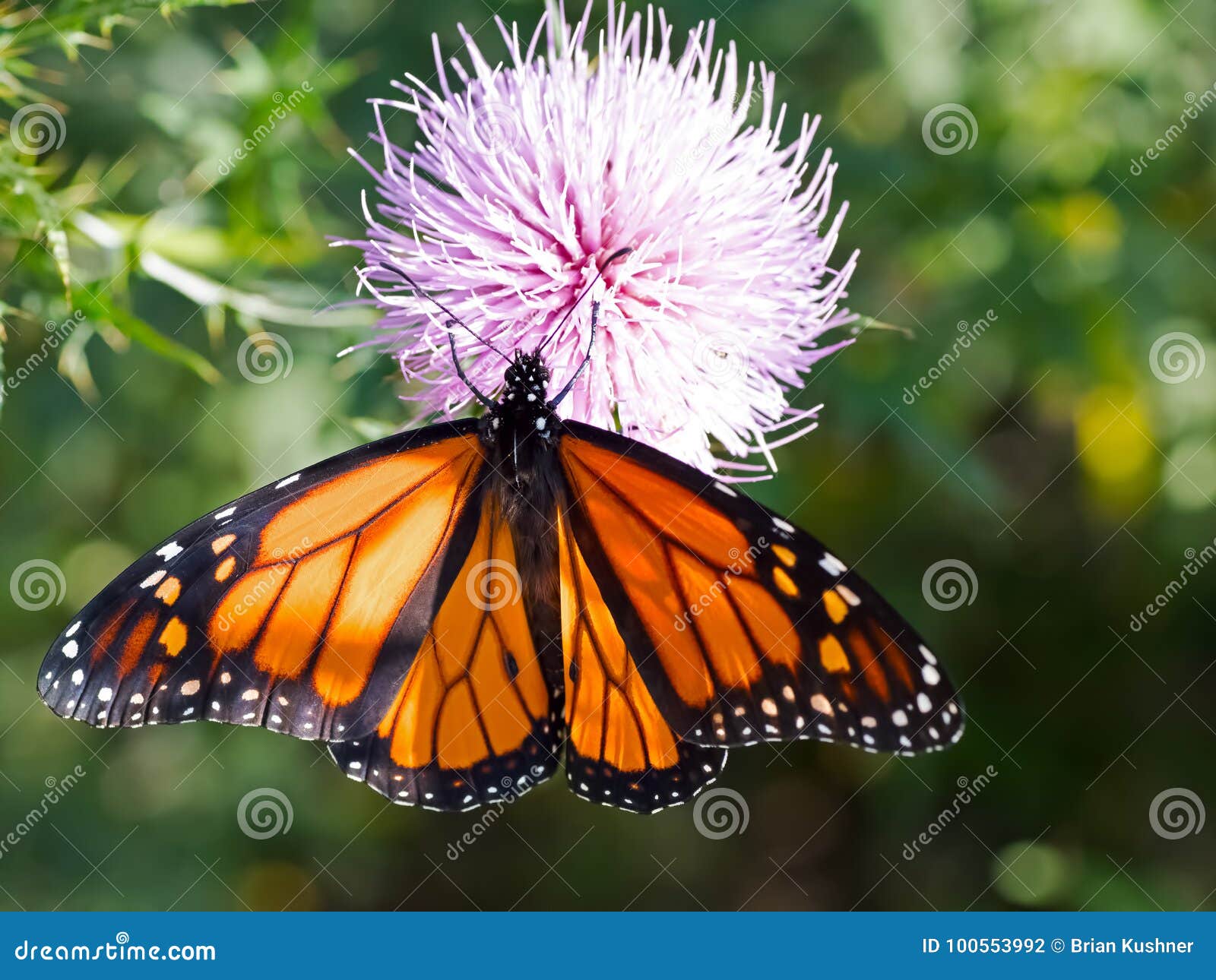 Monarch Butterfly stock photo. Image of travel, flower - 100553992
