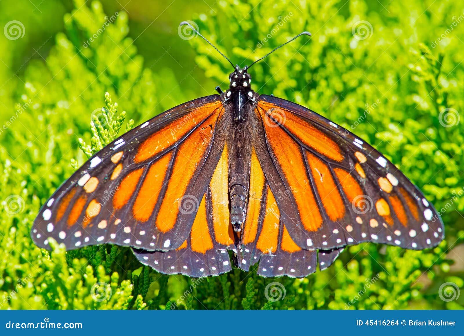 Monarch Butterfly stock photo. Image of petal, gorgeous - 45416264