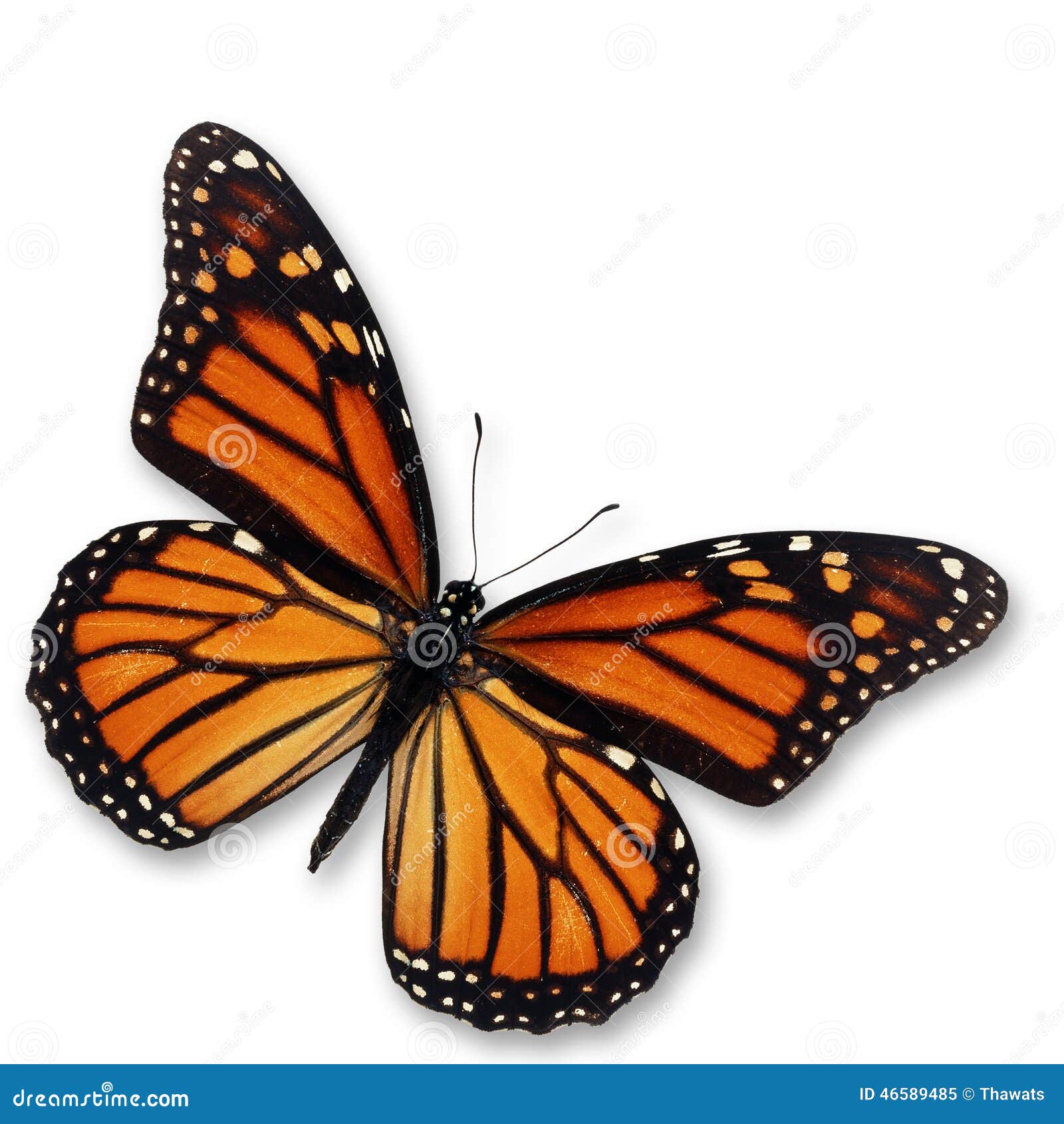 Monarch Butterfly stock image. Image of view, monarch - 46589485