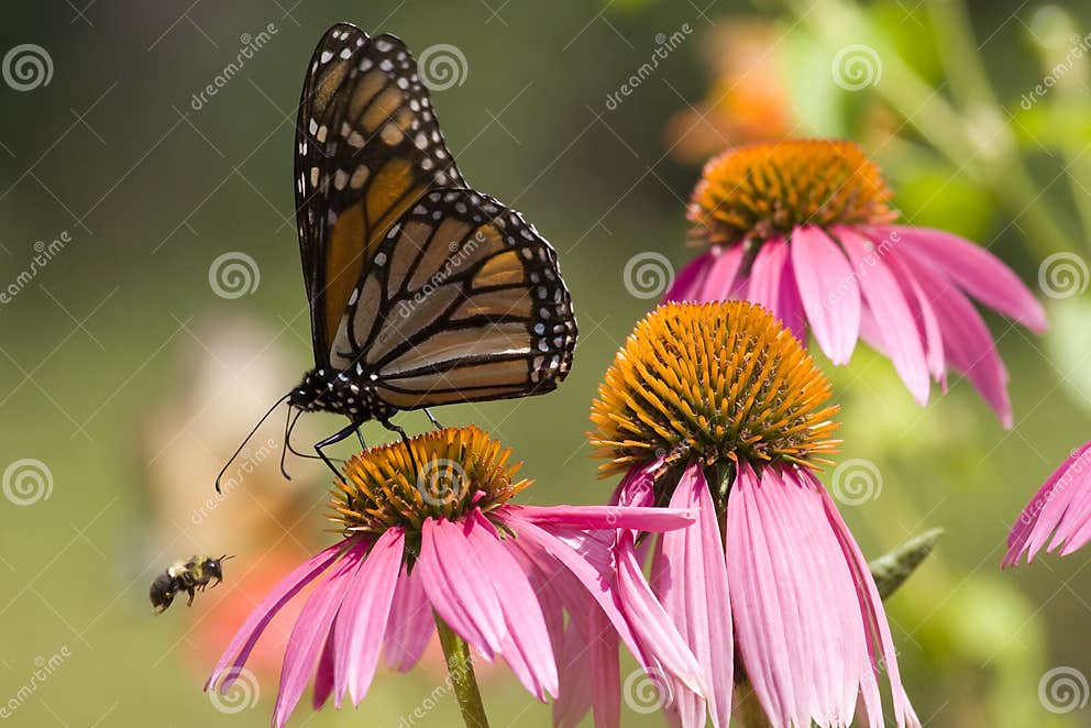 Monarch Butterfly and Bee stock photo. Image of flower - 4520382