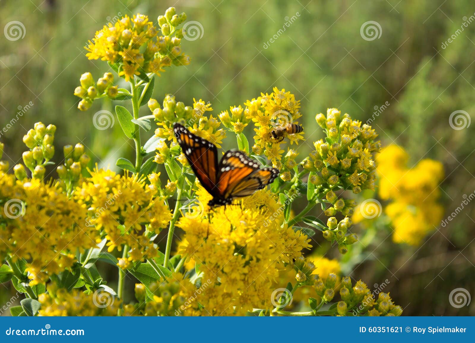 Monarch Butterfly and Bee stock image. Image of spring - 60351621