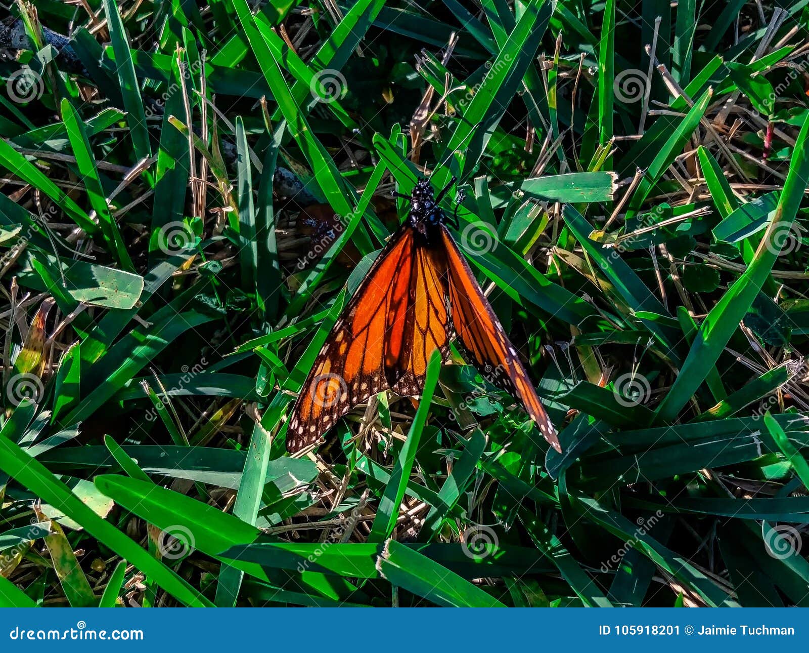 Rear View of Monarch Butterfly Stock Image - Image of family, leaf ...