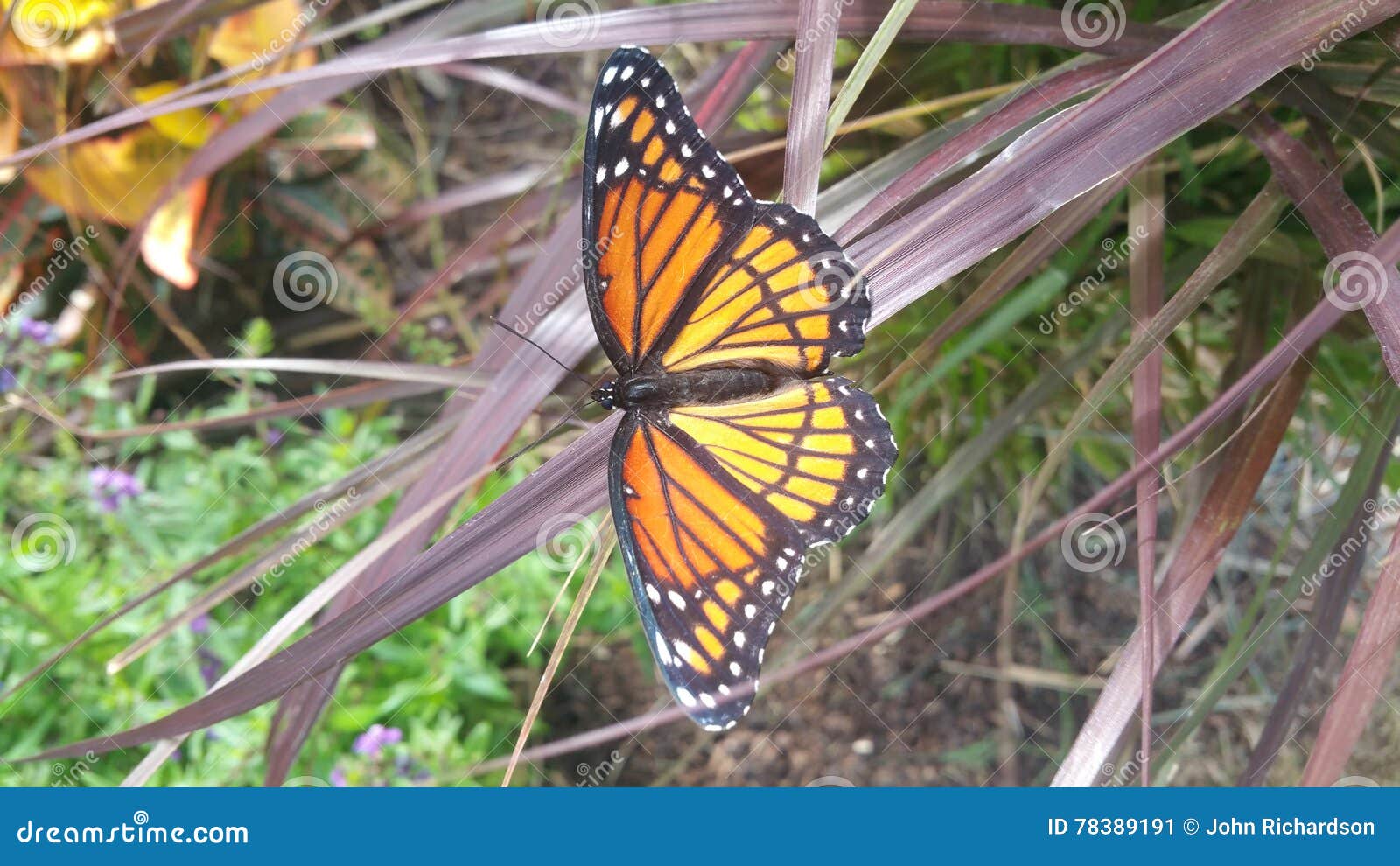 Monarch Butterfly on a Blade of Grass Stock Image - Image of peaceful ...
