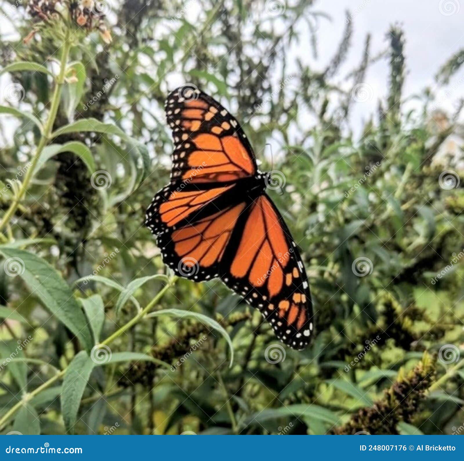 Monarch Butterfly on Butterfly Bush Stock Photo - Image of nature ...