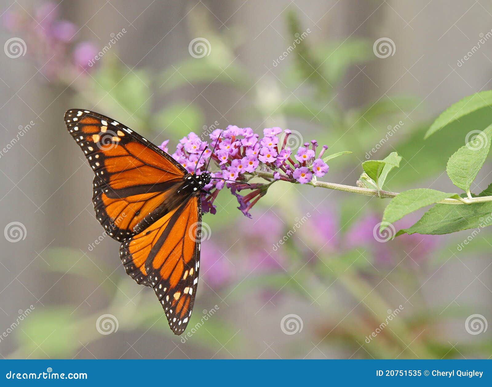 Monarch Butterfly on Butterfly Bush Stock Image - Image of wing ...