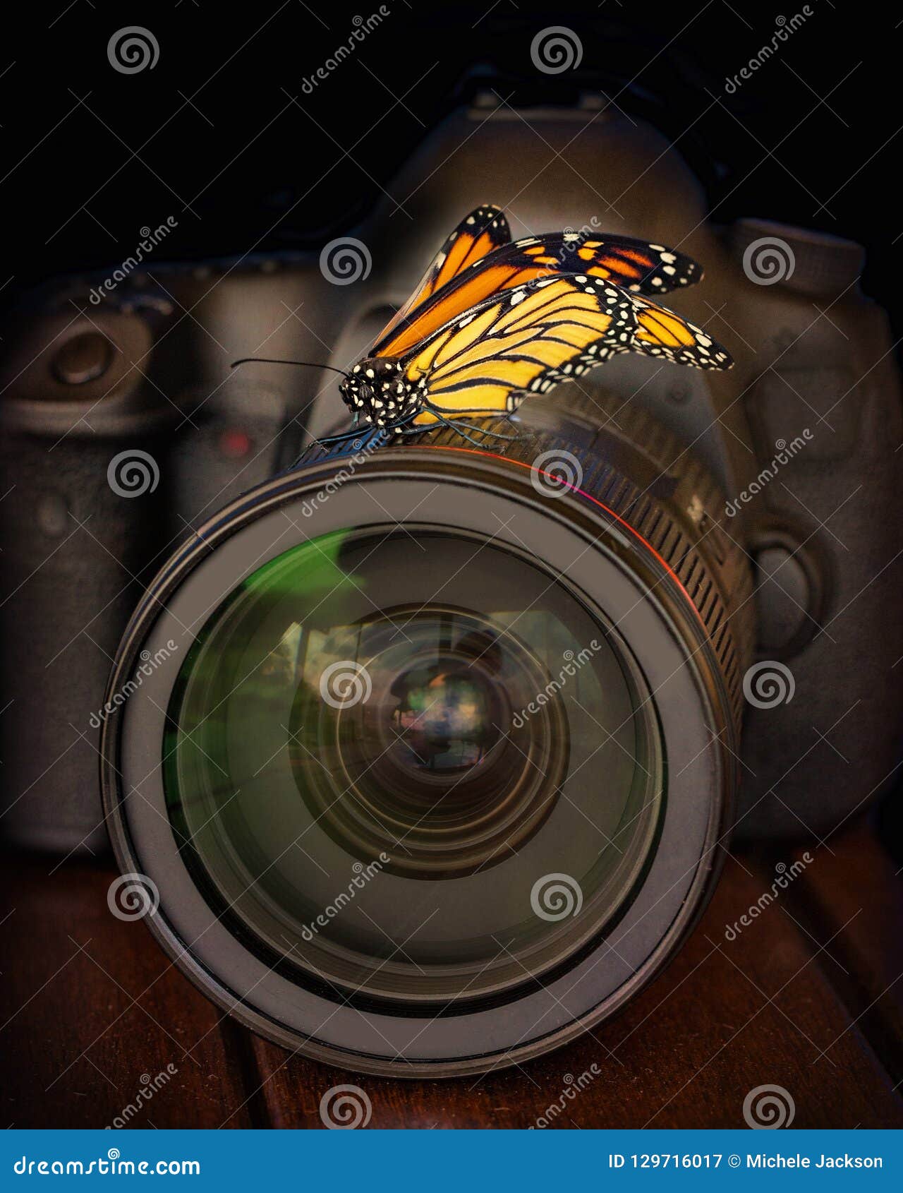Monarch Butterfly on a Camera Lens Stock Image - Image of marking ...
