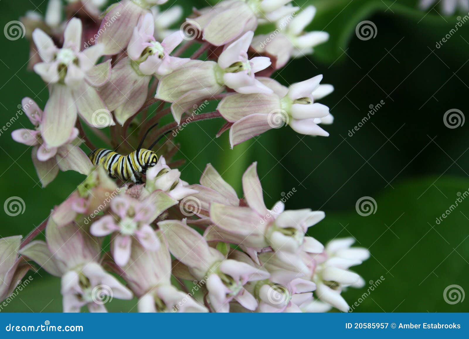 Monarch Caterpilar Stock Photos - Free & Royalty-Free Stock Photos from ...